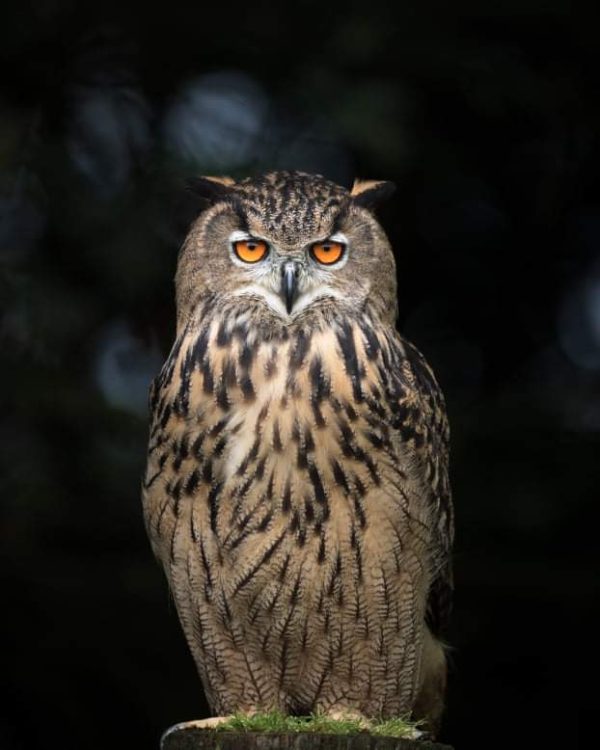 Falconry NI | Northern Ireland's Best Falconry Experiences