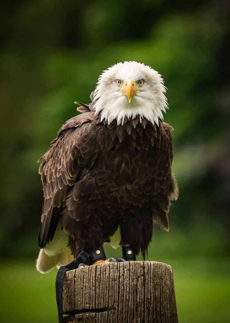 Falconry NI | Northern Ireland's Best Falconry Experiences