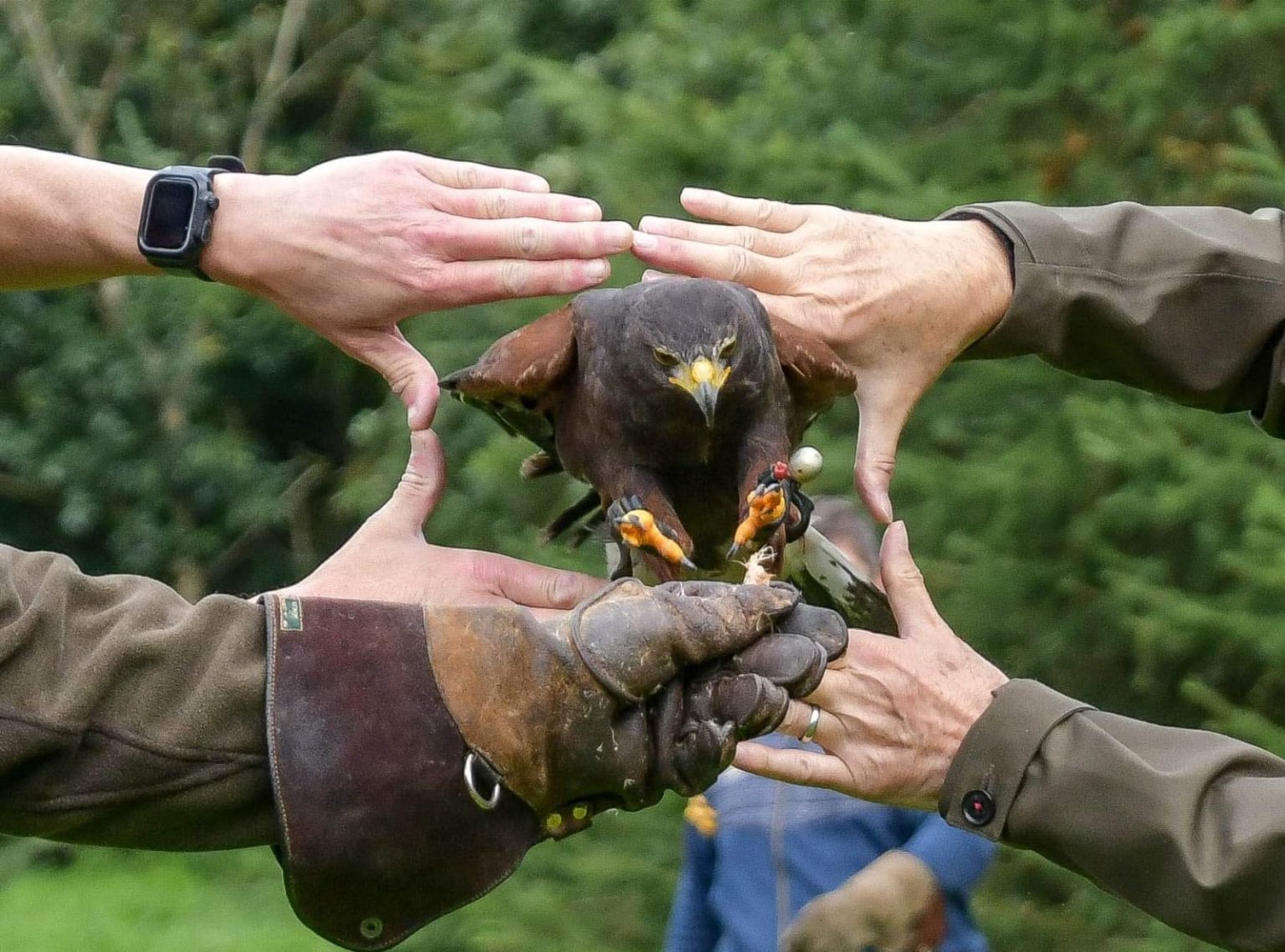 Falconry NI | Northern Ireland's Best Falconry Experiences